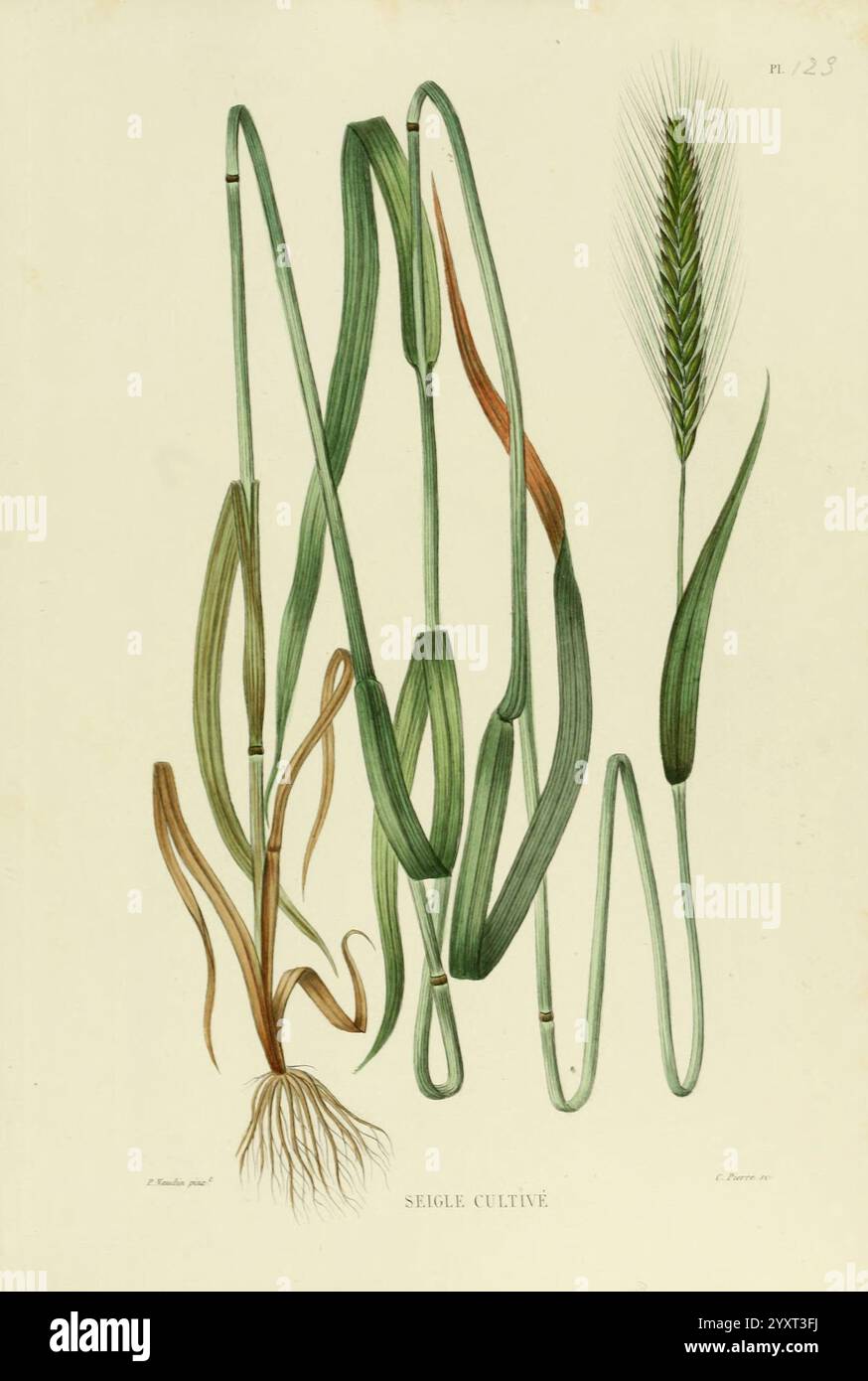 Foundational roots hi-res stock photography and images - Alamy