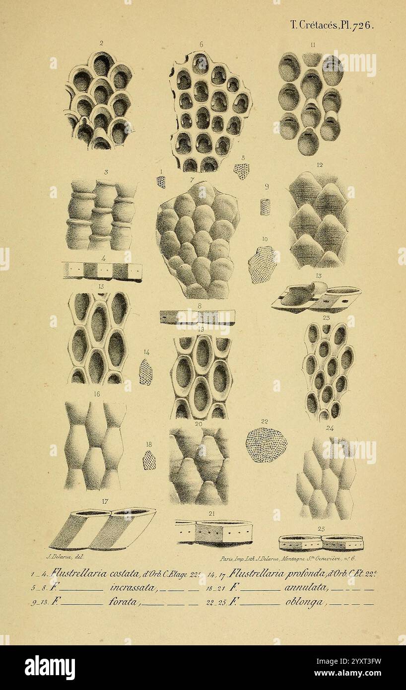 Various diatom structures hi-res stock photography and images - Alamy