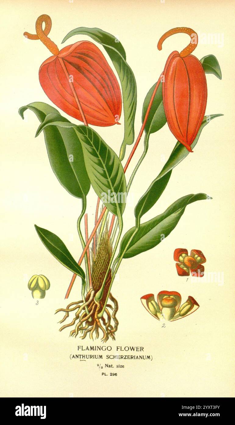 Plants versatility hi-res stock photography and images - Alamy