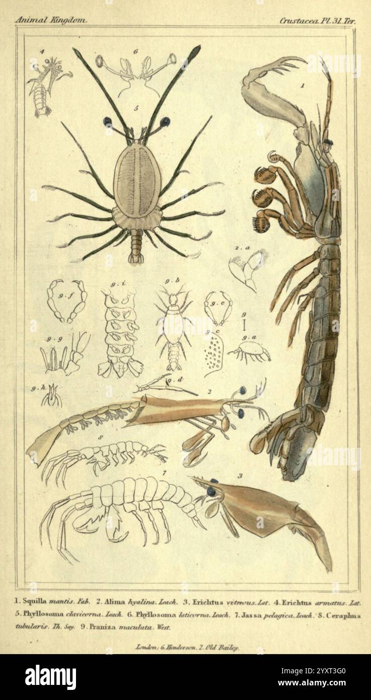 The animal kingdom, arranged according to its organization London, G ...