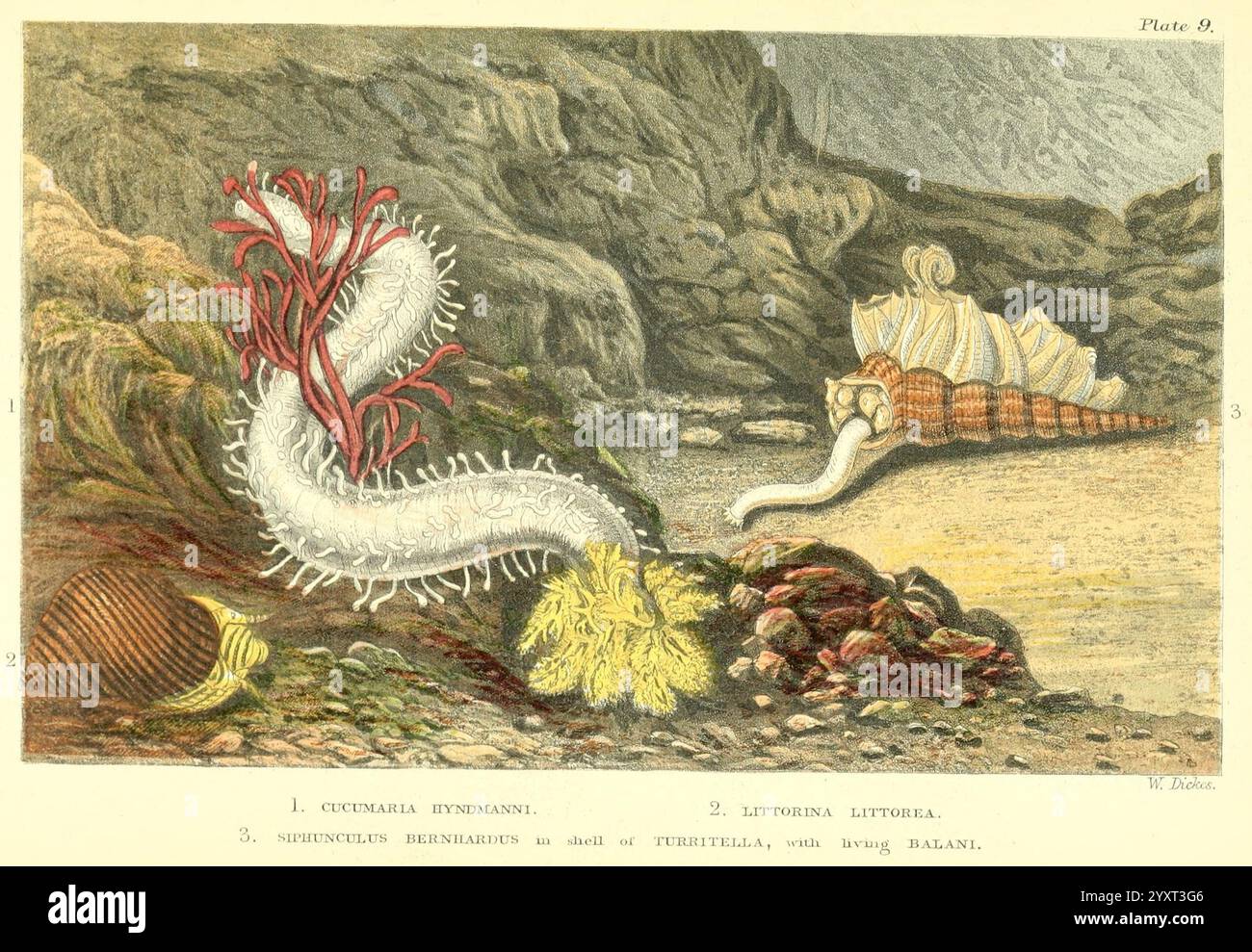 Showcasing various sea creatures hi-res stock photography and images ...