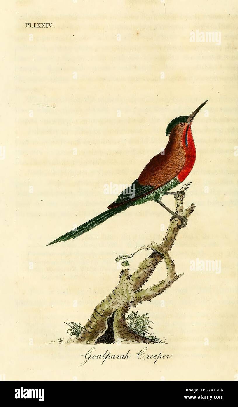 A general history of birds, Winchester England, Printed by Jacob and ...
