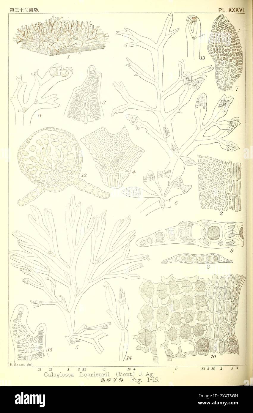 Icones of Japanese algae, Tokyo, Kazamashobo 1907-1942, algae, botany ...