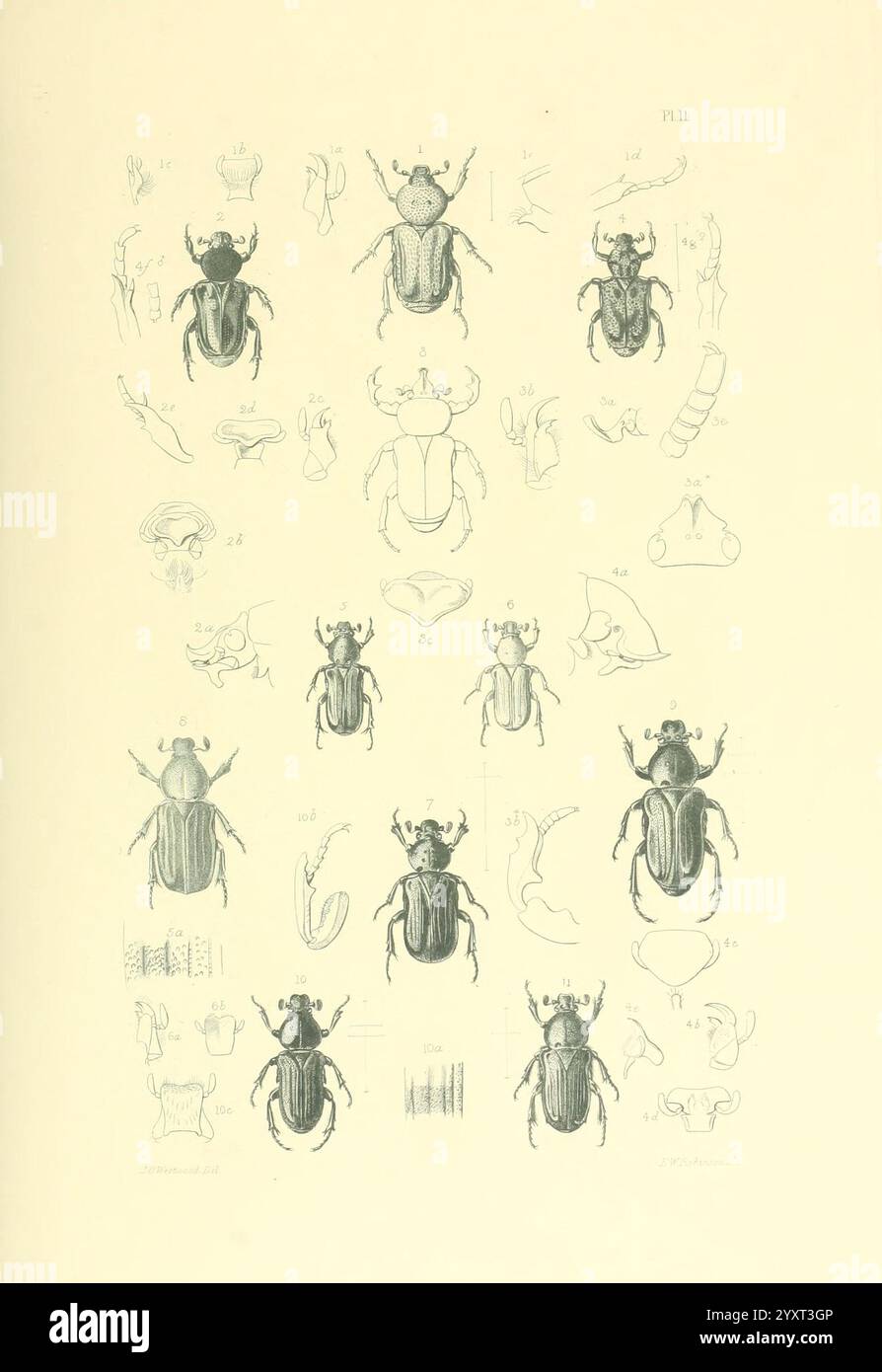 Thesaurus entomologicus Oxoniensis, Oxford, At the Clarendon Press ...