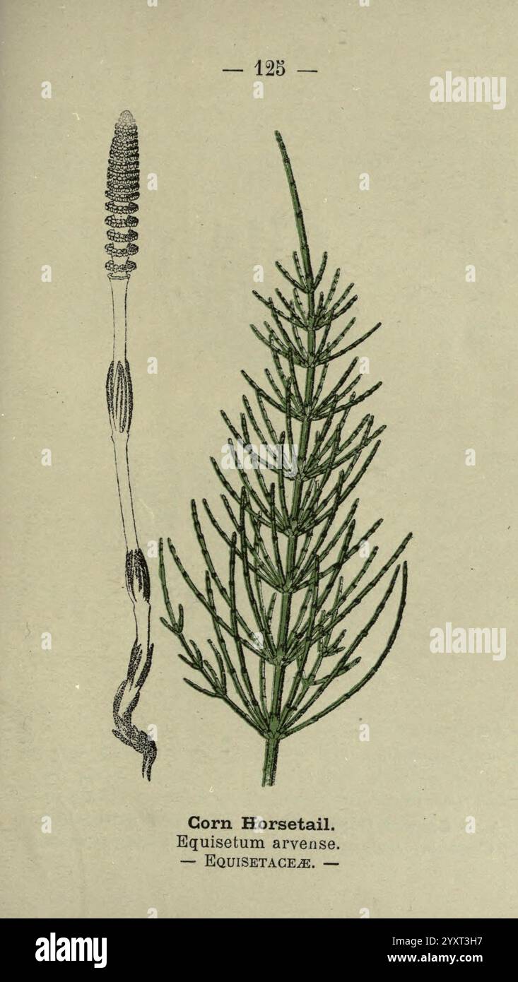 Wayside And Woodland Blossoms London F. Warne 1895 Great Britain ...