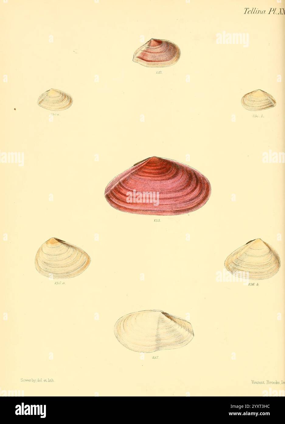 Conchologia iconica, or Illustrations of the shells of molluscous ...