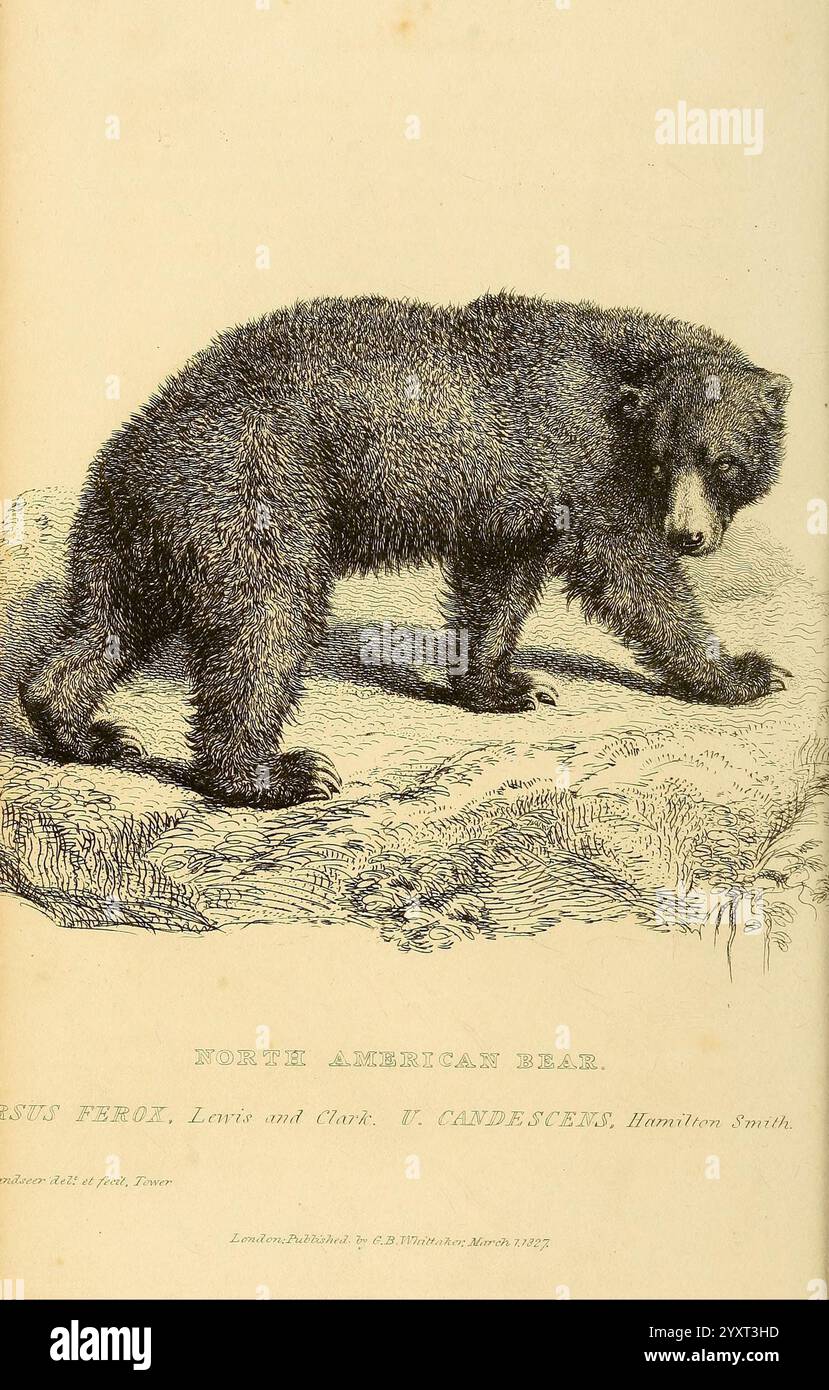 Mammals north american bear thomas landseer 1 ursus ferox ursus hi-res ...