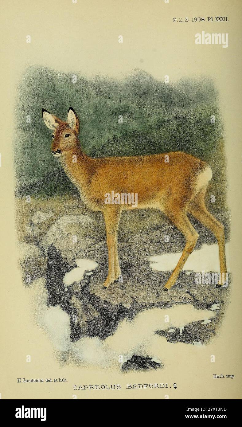 Graceful deer stands hi-res stock photography and images - Alamy