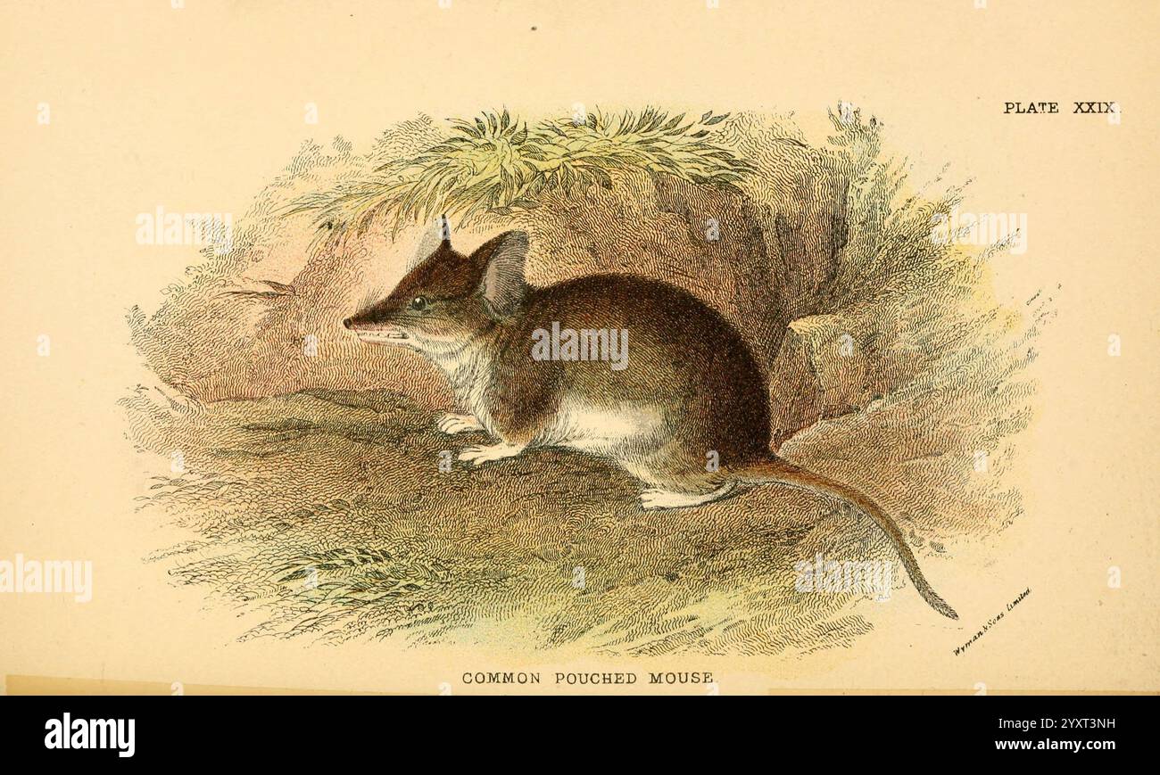 Common pouched mouse hi-res stock photography and images - Alamy