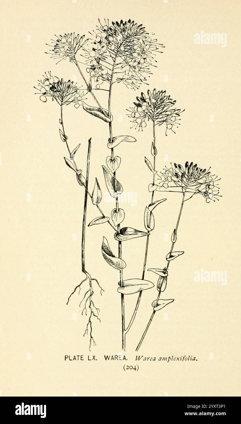 Plant species warea amplexifolia hi-res stock photography and images ...