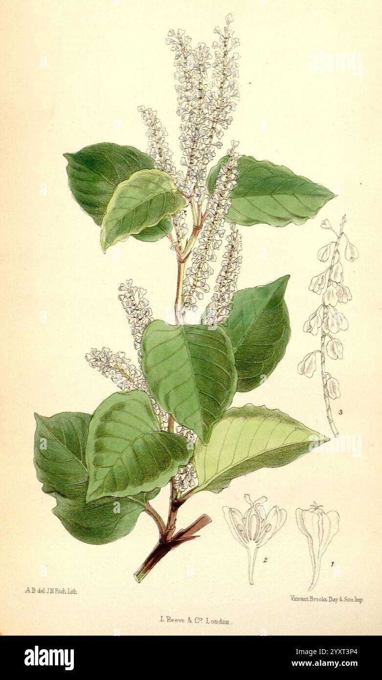 Curtis's Botanical Magazine, London, New York, botanical illustration ...