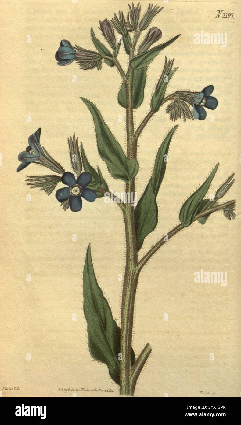 Plants ornamental curtis anchusa italica taxonomy hi-res stock ...