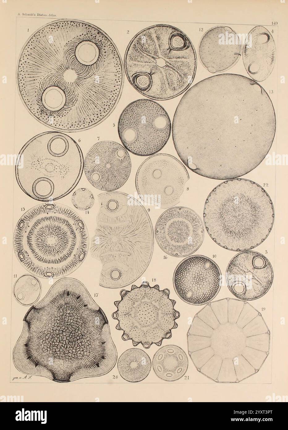 Showcasing radial symmetry hi-res stock photography and images - Alamy