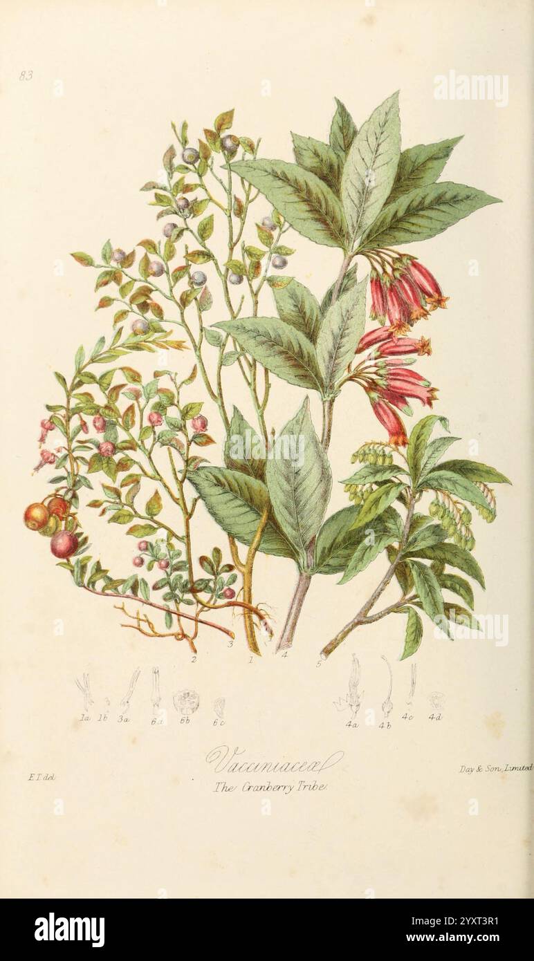 Illustrations of the Natural Orders of Plants with Groups and ...