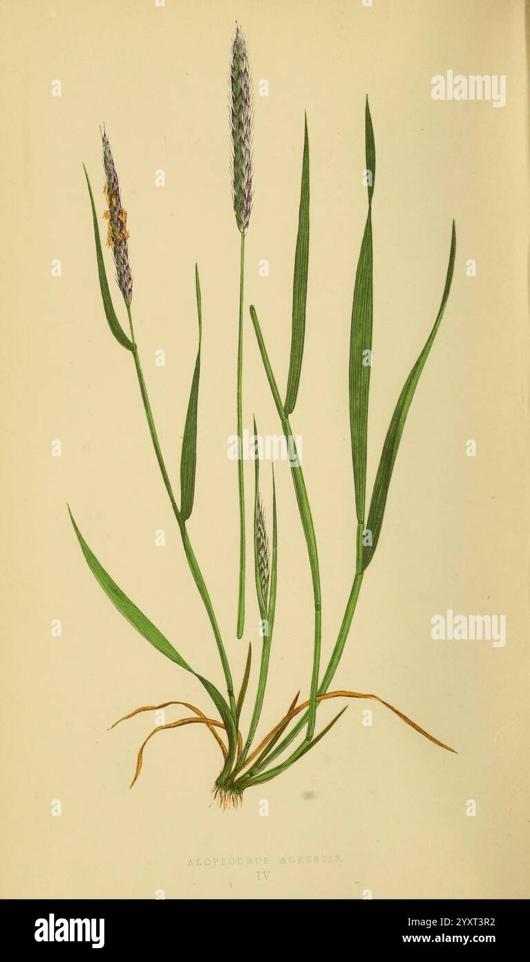 Robust root system hi-res stock photography and images - Alamy