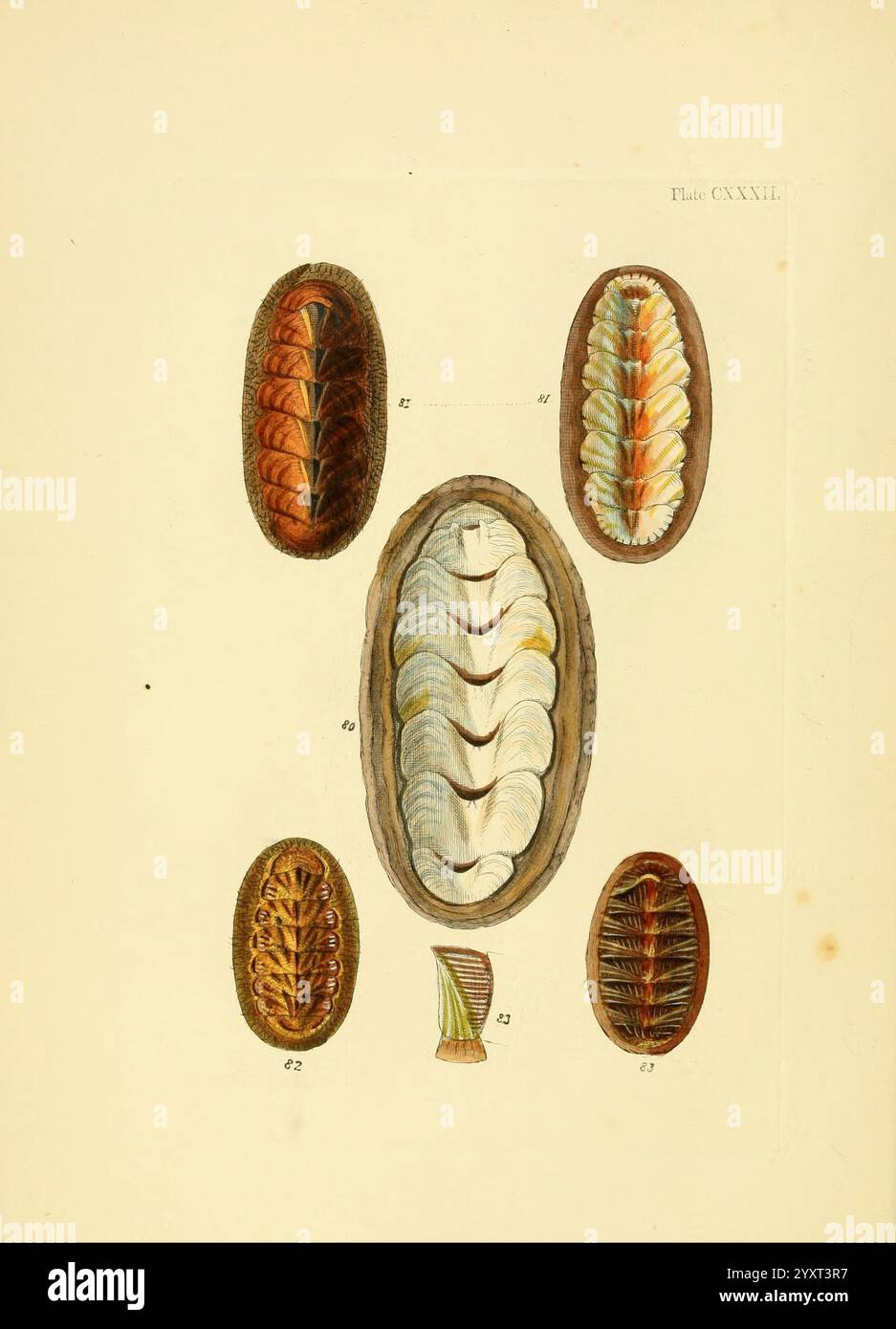 Elongated contours hi-res stock photography and images - Alamy