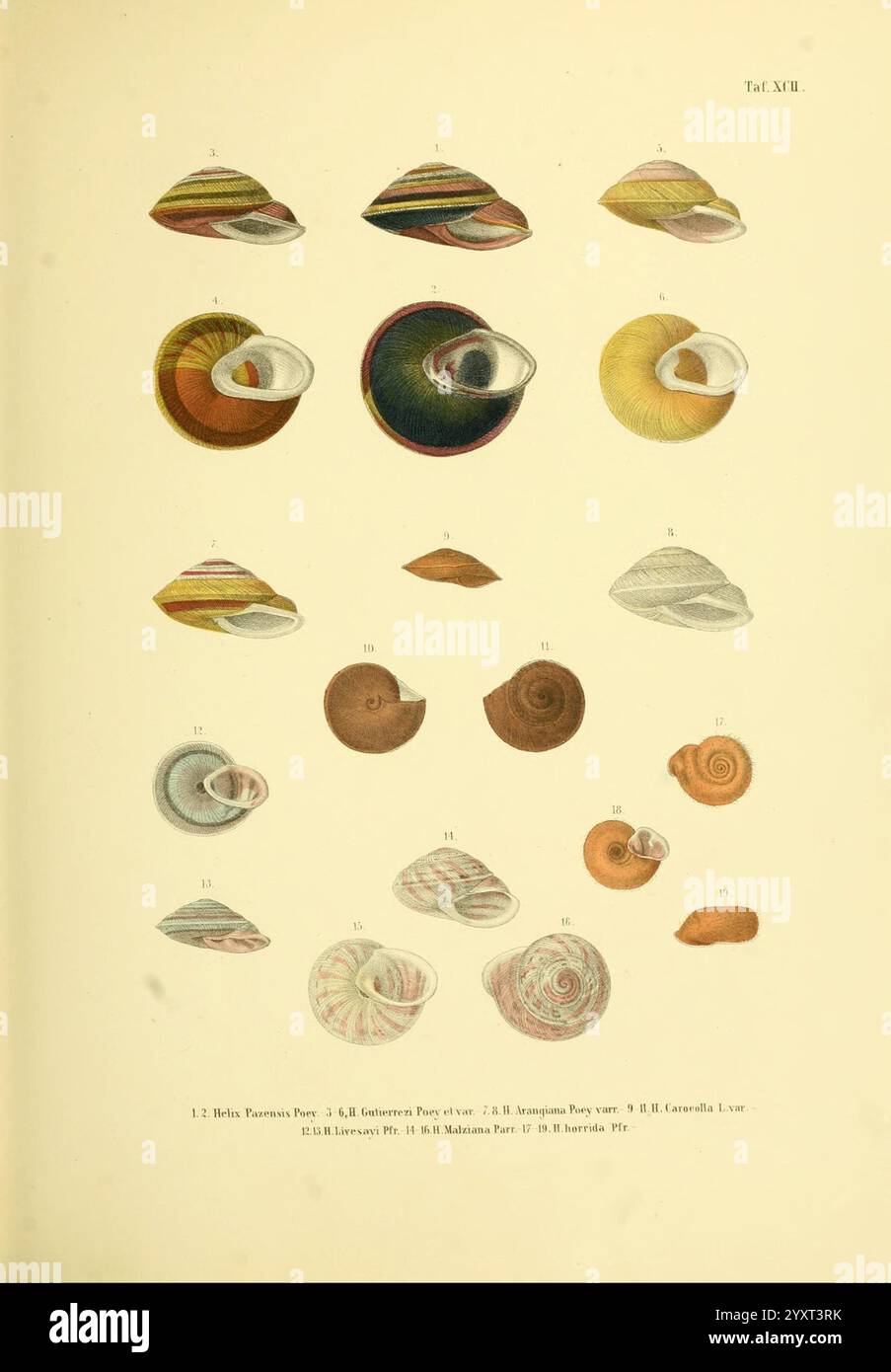 Scientific illustration effectively captures hi-res stock photography ...