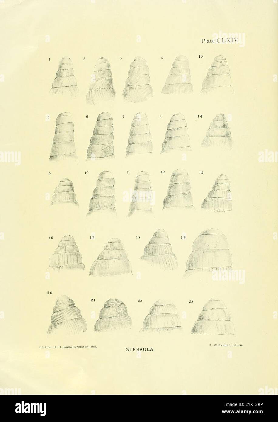 Scientific exploration of shell morphology hi-res stock photography and ...