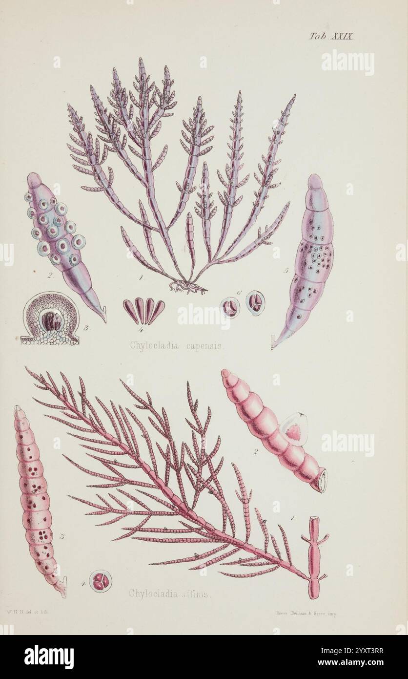Chylocladia capensis hi-res stock photography and images - Alamy