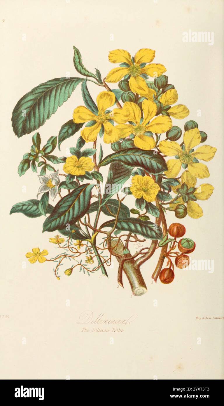 Illustrations of the natural orders of plants with groups and ...