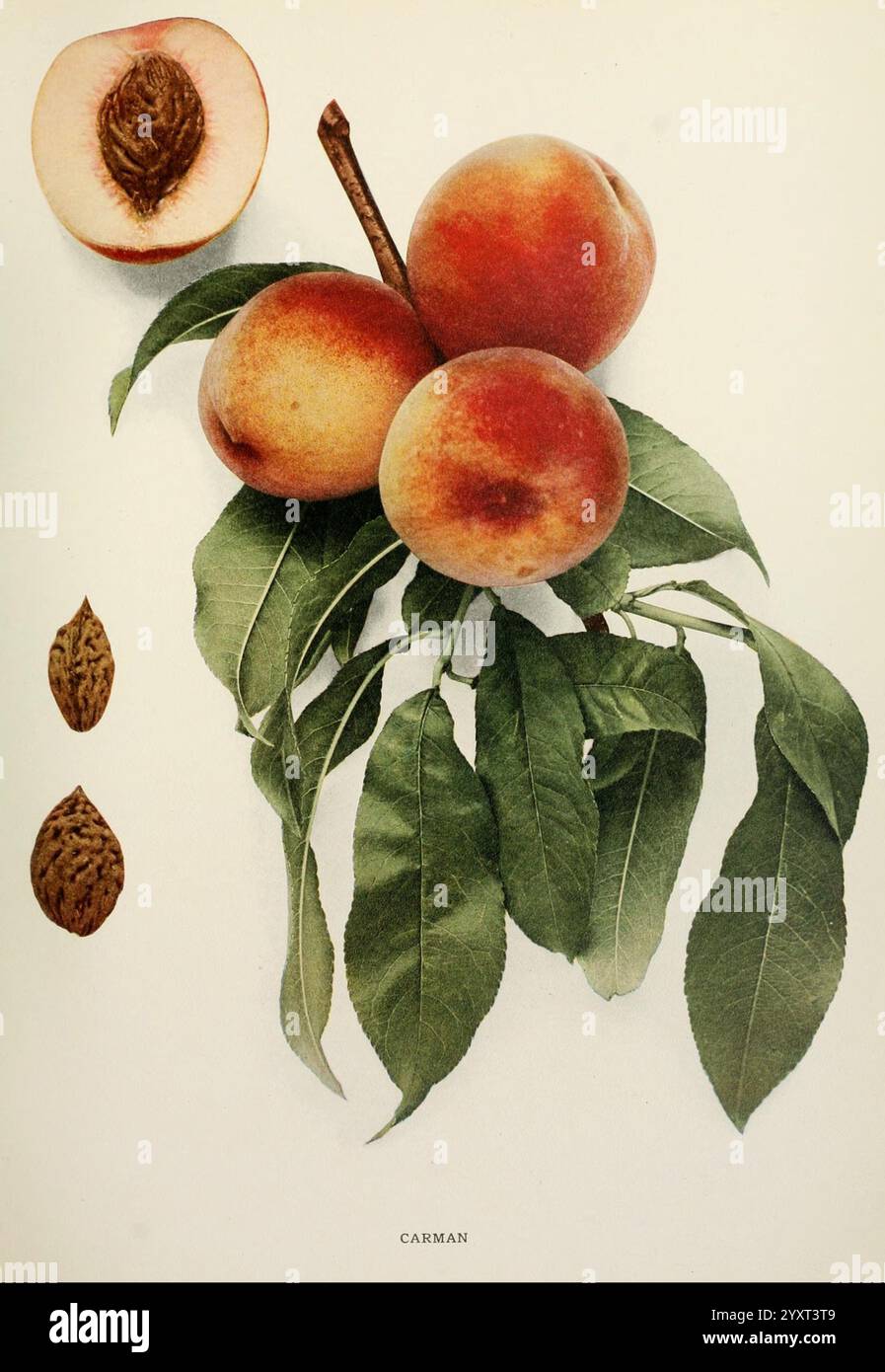 The peaches of New York, Albany, J. B. Lyon Company, printers, 1917 ...