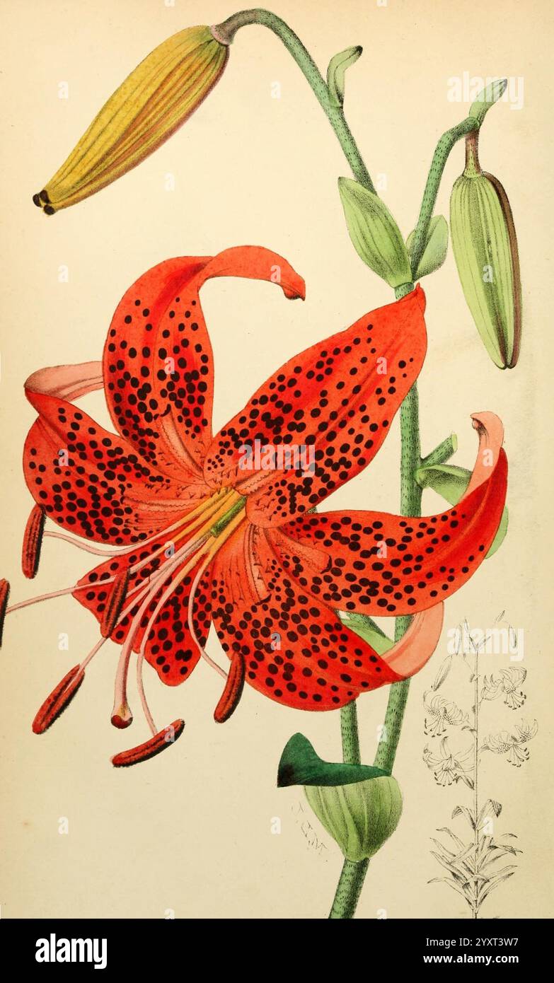 Lily flower development stages hi-res stock photography and images - Alamy