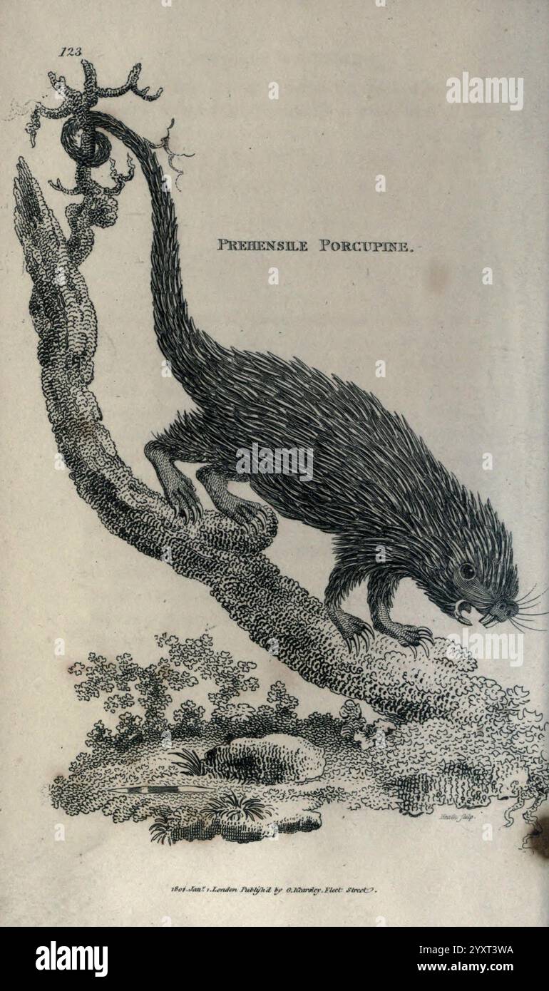 General, Zoology, Systematic, Natural, History, London, Printed, for G. Kearsley, 1800-1826 ...