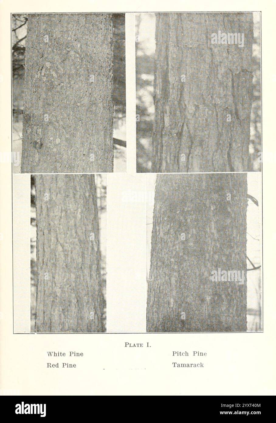 Flora of Vermont, Burlington, Vt, Free Press Print. Co, 1915, plants ...