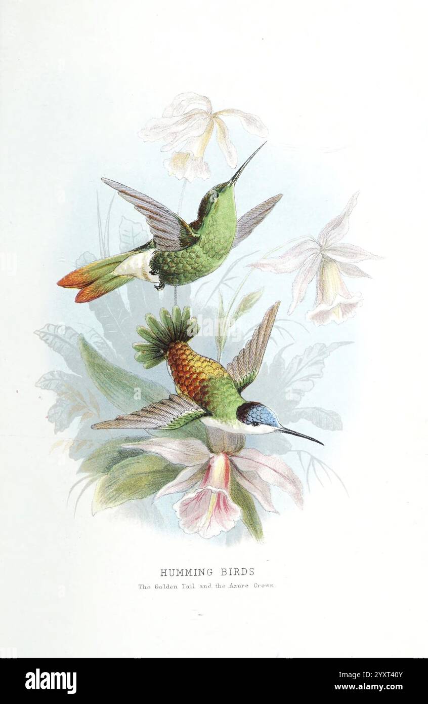 Illustration features two hummingbirds hi-res stock photography and ...