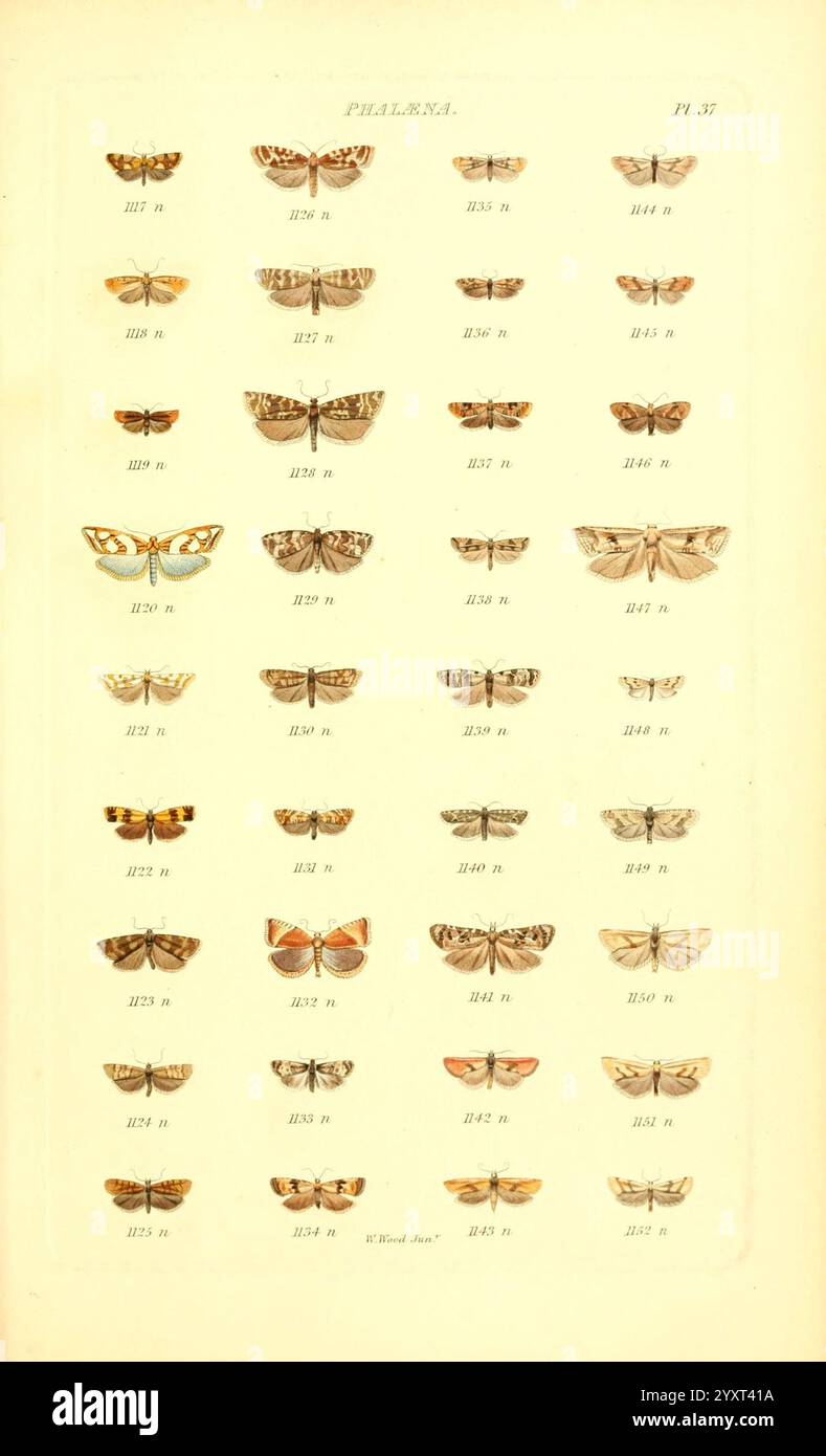 Index entomologicus, London, William Wood, 1839, butterflies, classification, Great Britain ...