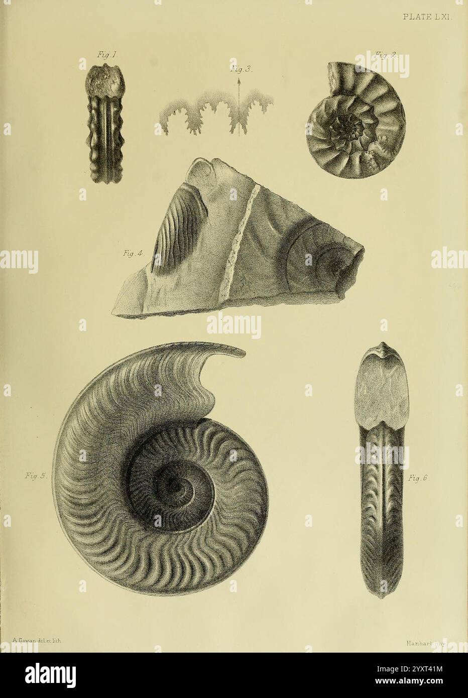Detailed illustration of two ammonite fossil specimens hi-res stock ...