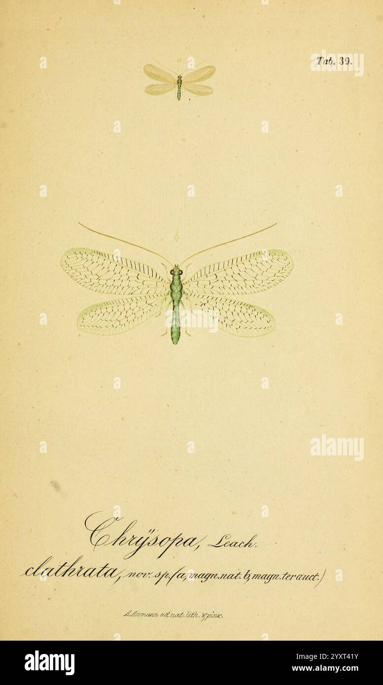 Symbolae ad monographiam generis chrysopae, Leach. Vratislaviae, apud ...