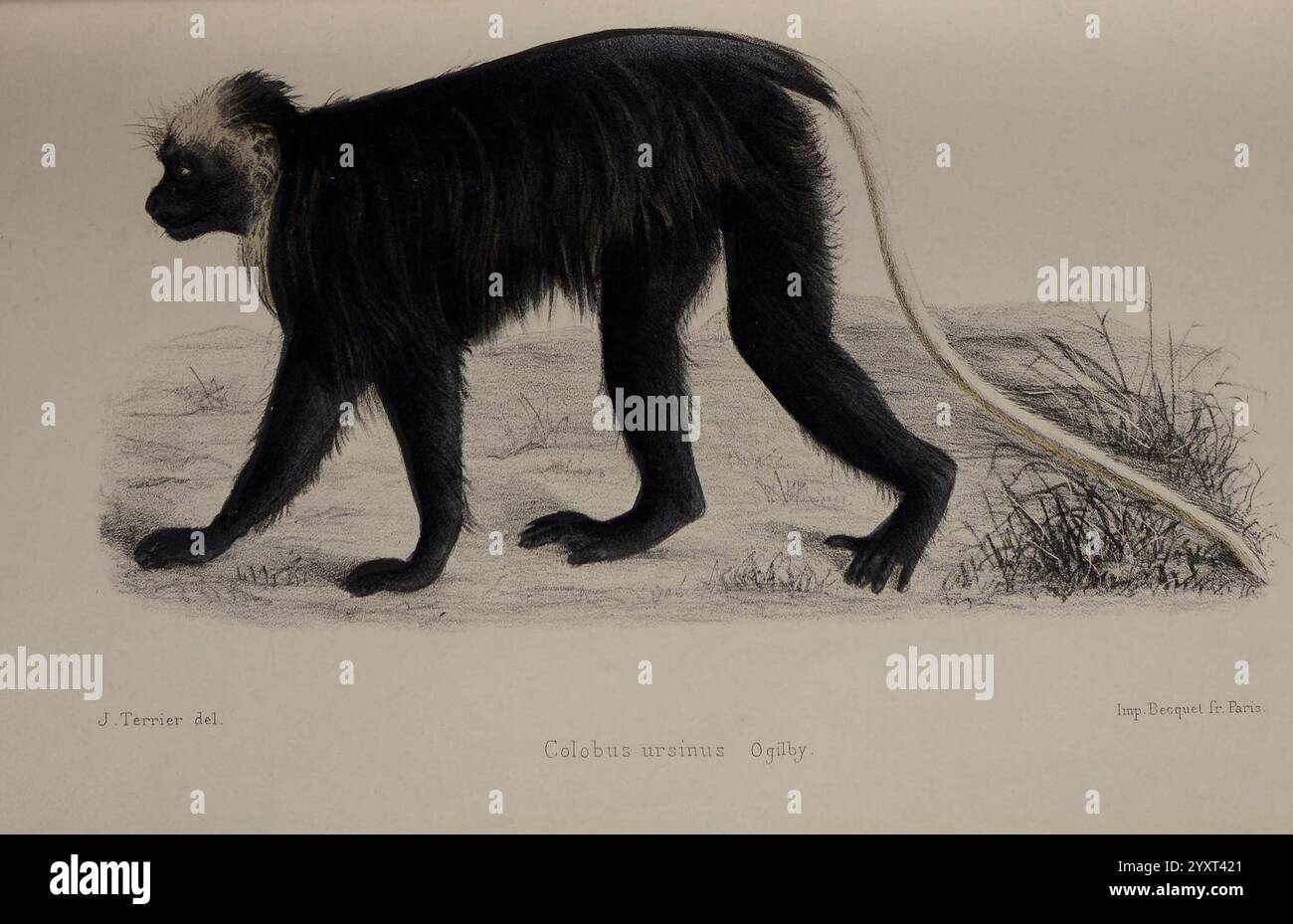 Faune de la Sénégambie Paris O. Doin 1883-1887 Africa Senegambia ...