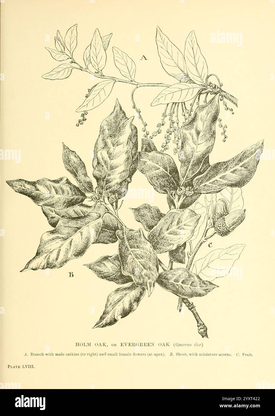 Trees and shrubs of the British Isles, London, Dent, 1909, botany ...