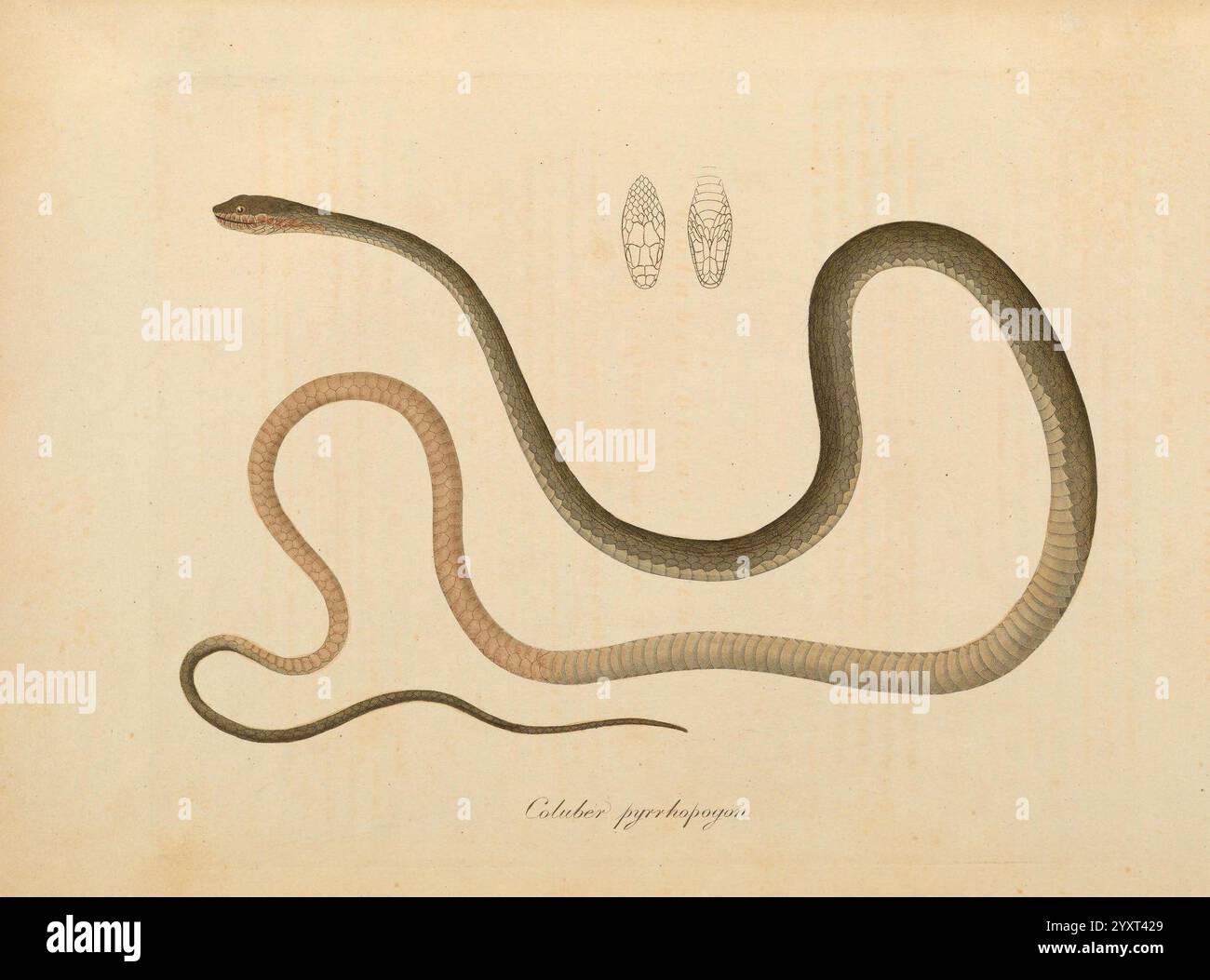 Snakes unique morphology hi-res stock photography and images - Alamy