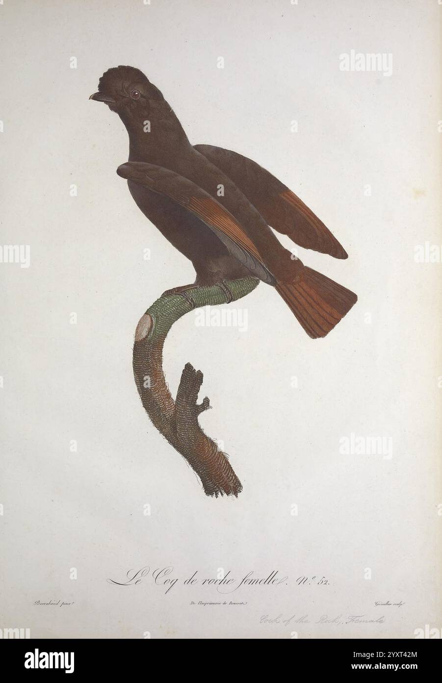 Elongated tail displays hi-res stock photography and images - Alamy