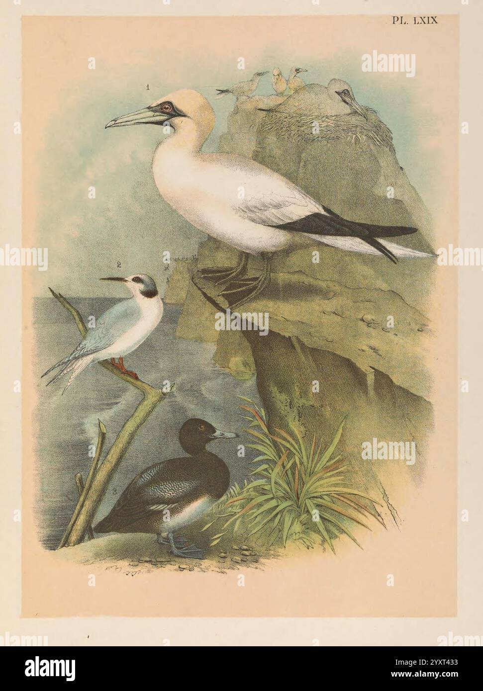 Largest tern species hi-res stock photography and images - Alamy