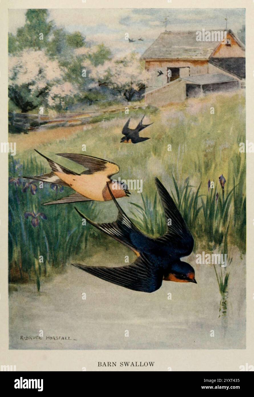 Graceful barn swallow hi-res stock photography and images - Alamy