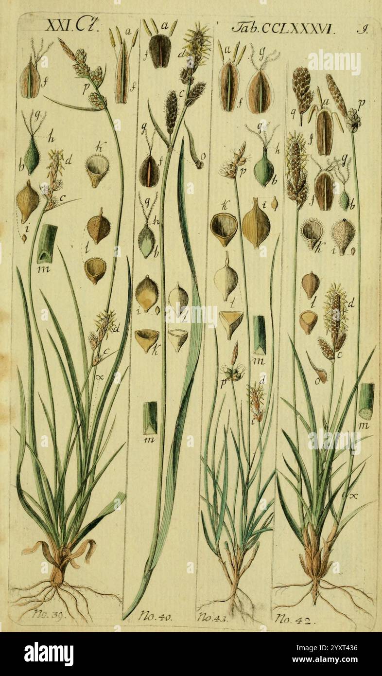 Grass species labeled hi-res stock photography and images - Alamy