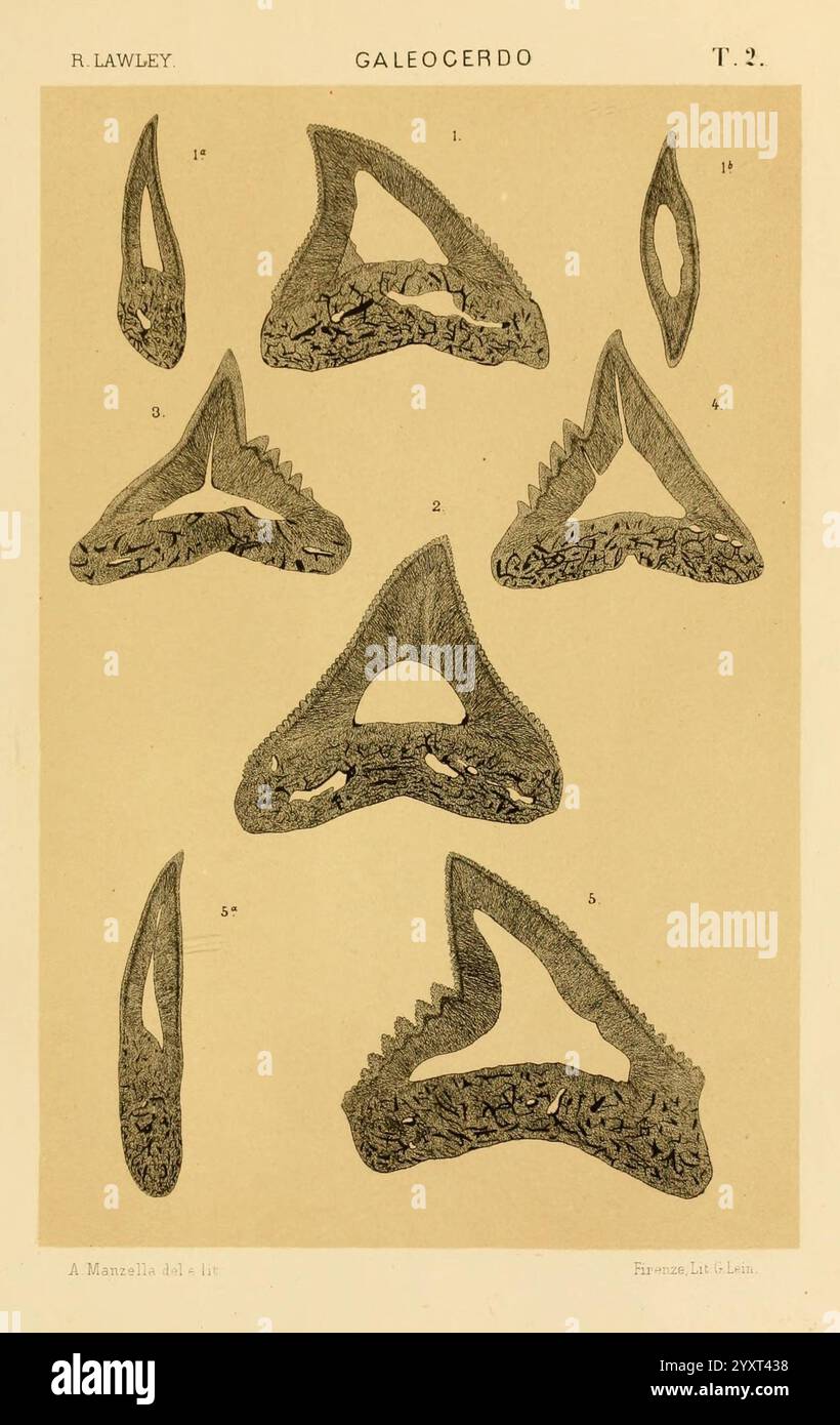 Understanding shark anatomy hi-res stock photography and images - Alamy