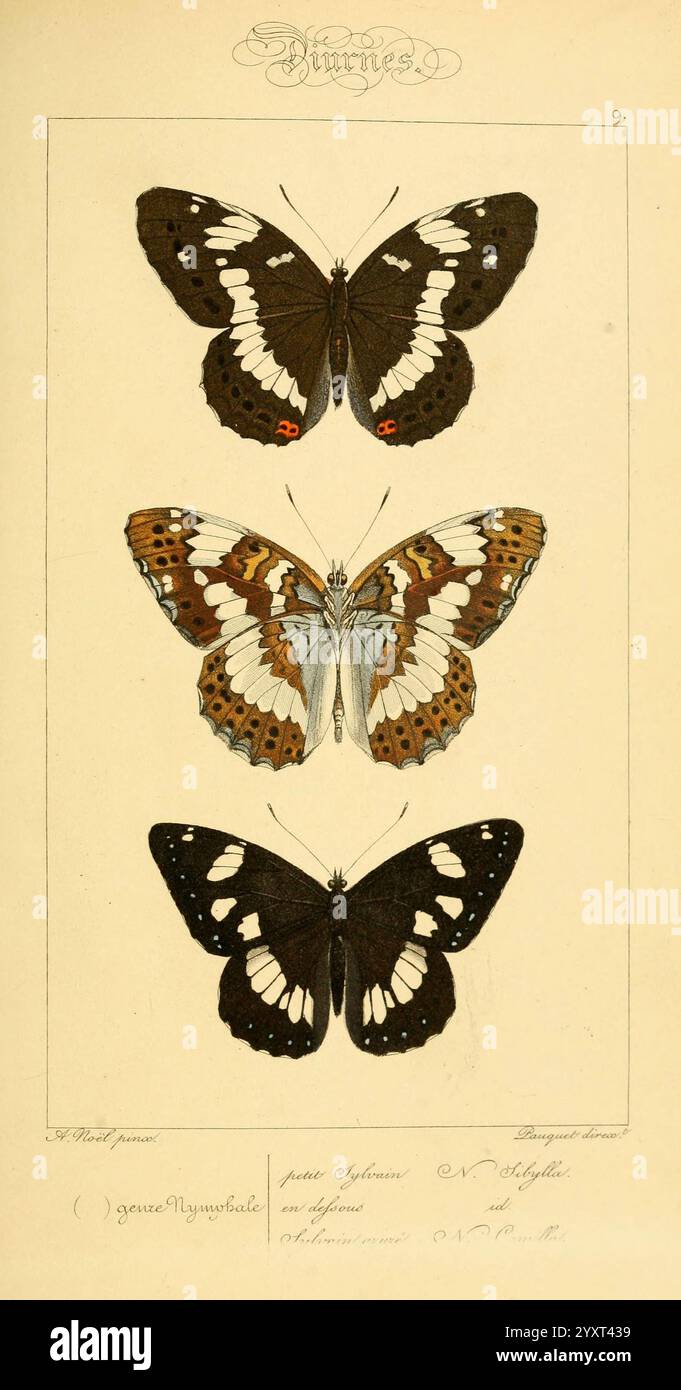 Histoire Naturelle Des Lépidoptères D'Europe Paris L. De Bure 1845 ...