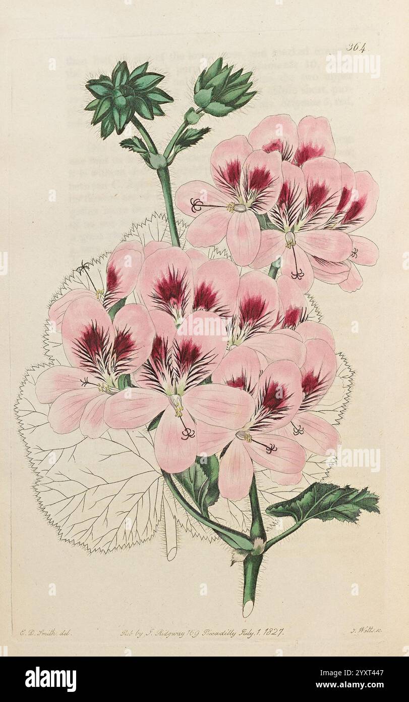 Geraniaceae, London, Printed for James Ridgway, Piccadilly, 1820-1830 ...