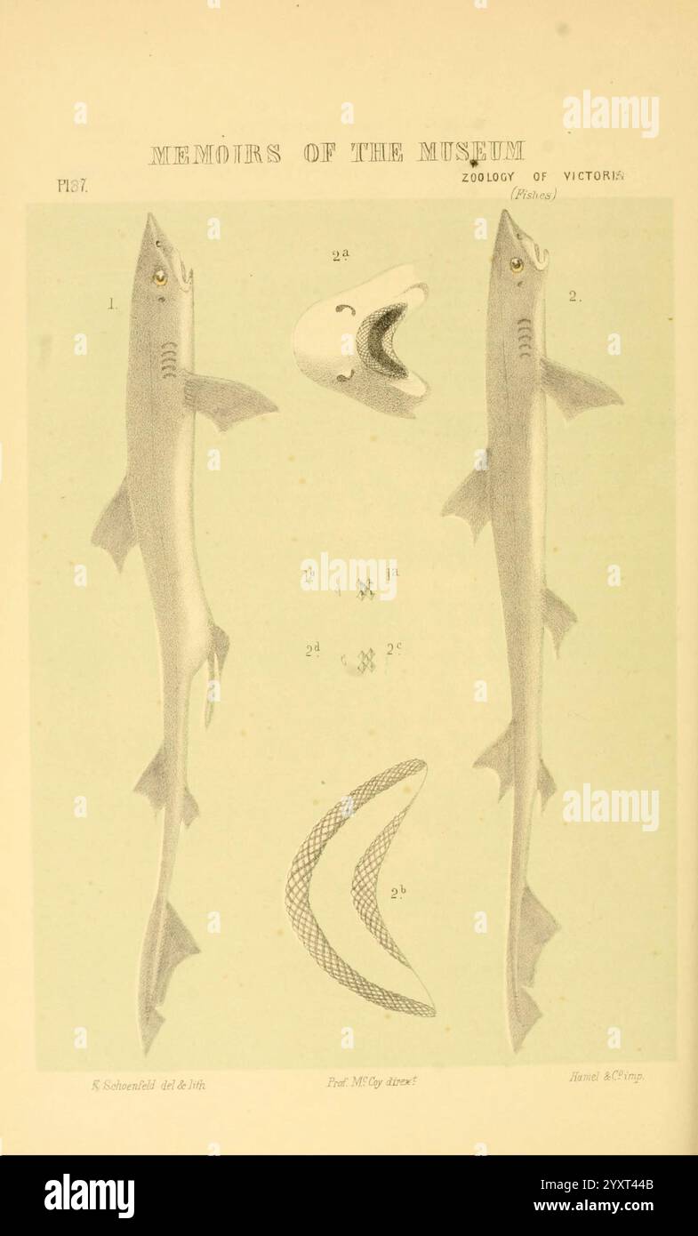 Understanding shark anatomy hi-res stock photography and images - Alamy