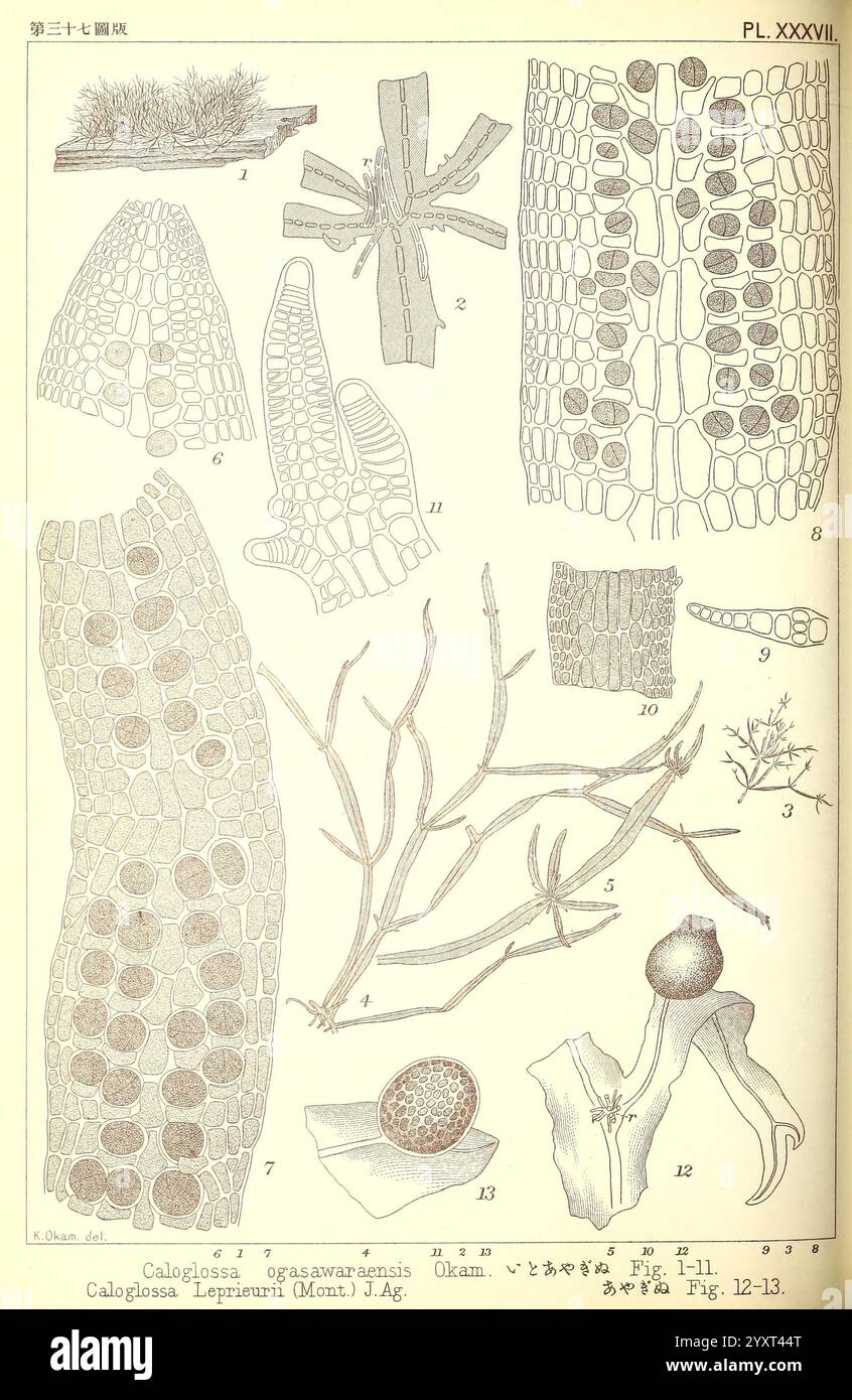 Icones of Japanese algae, Tokyo, Kazamashobo 1907-1942, algae, botany ...