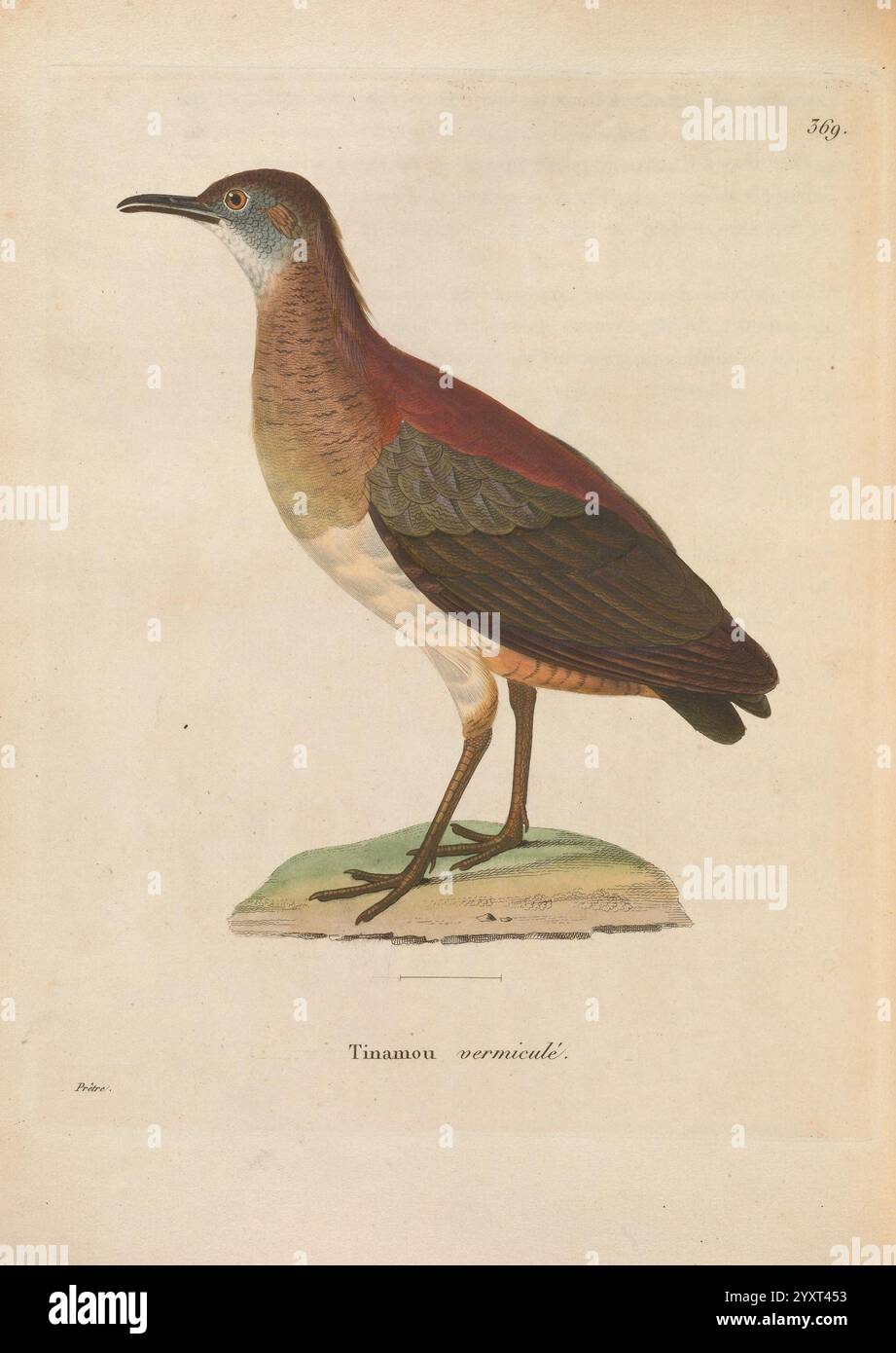 Tinamus vermiculatus hi-res stock photography and images - Alamy