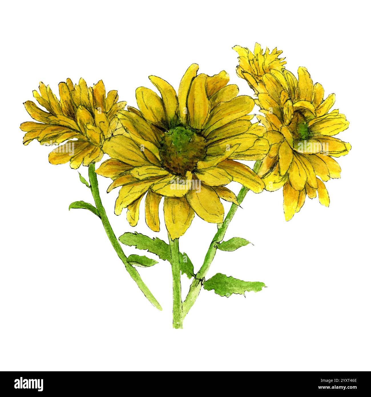Watercolor sketch of yellow chrysanthemum Stock Photo - Alamy