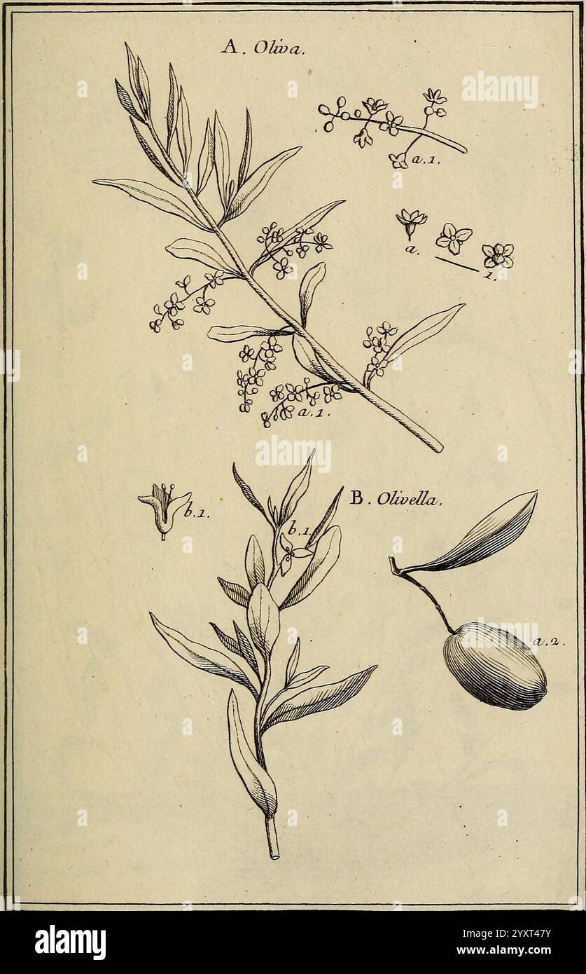 Top section depicts different parts hi-res stock photography and images ...