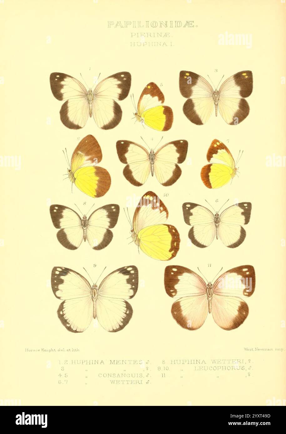 Highlight unique markings hi-res stock photography and images - Alamy