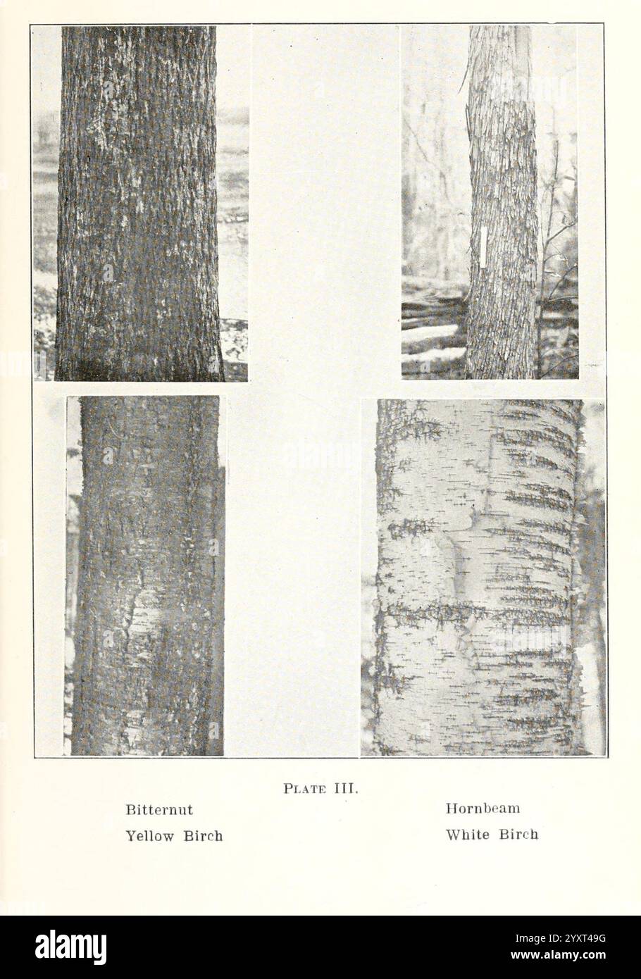 Flora of Vermont, Burlington, Vt, Free Press Print. Co, 1915, plants ...