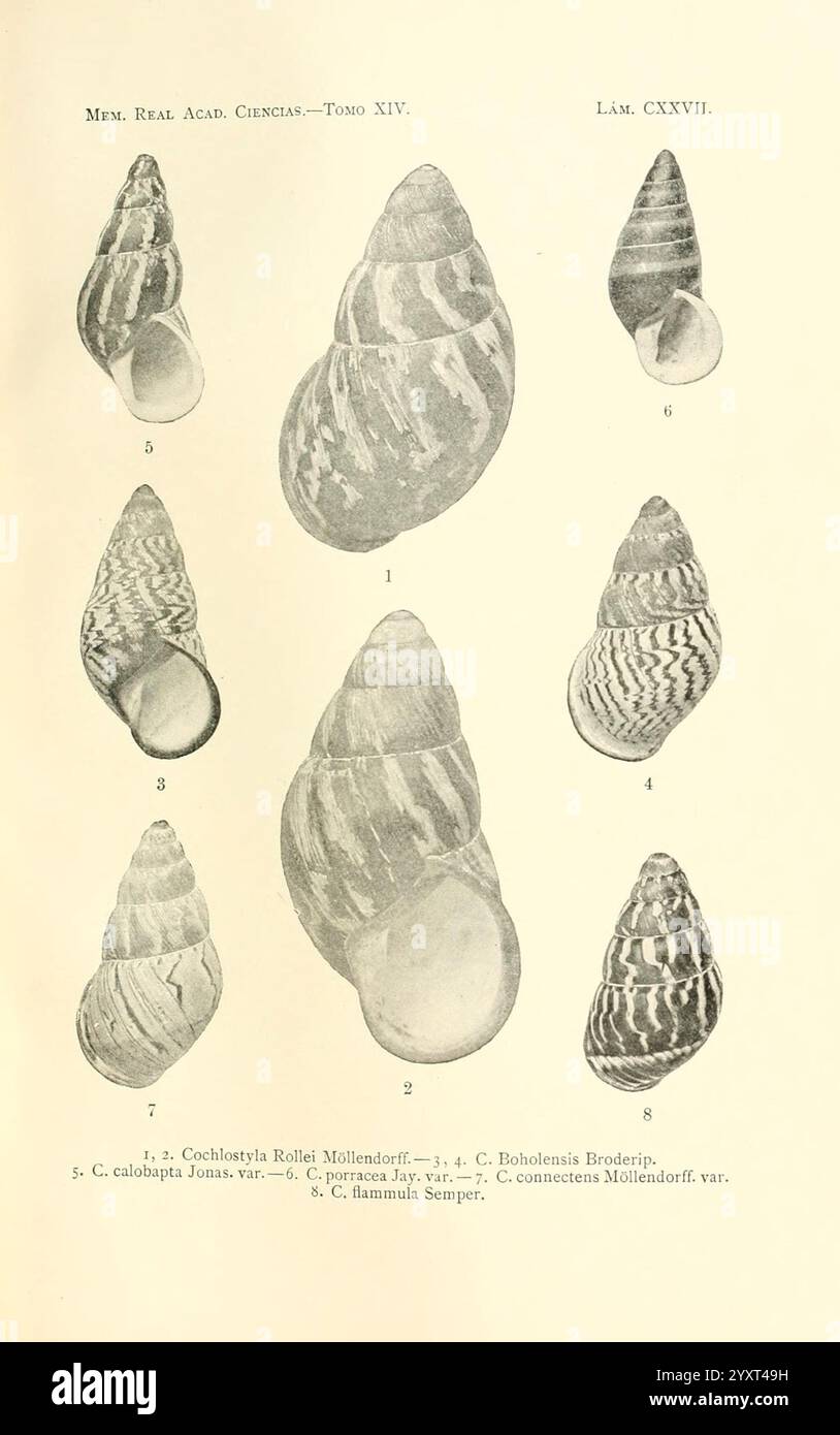 Various snail shells displayed hi-res stock photography and images - Alamy